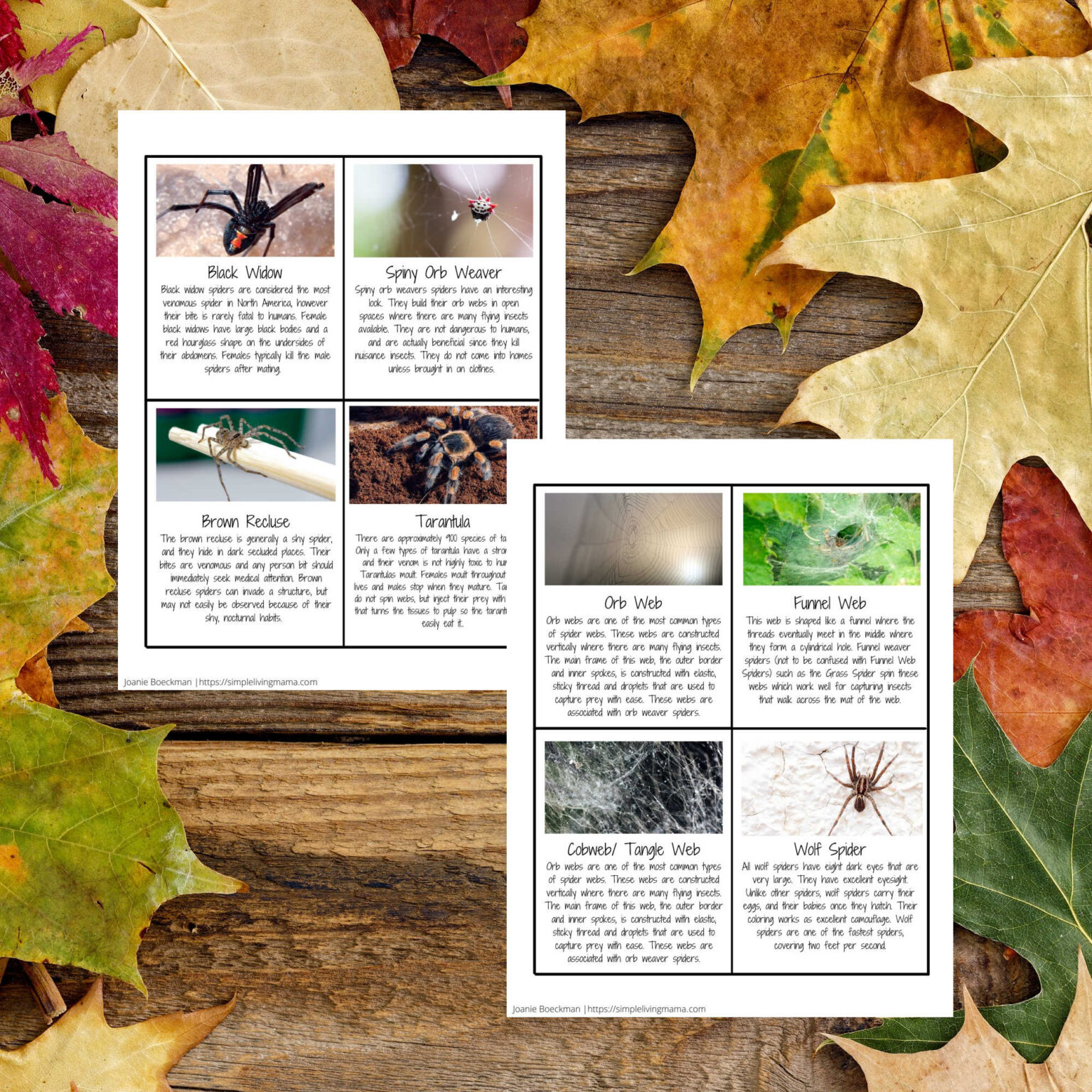 Spider Unit Study Worksheets and Printables - Simple Living Mama